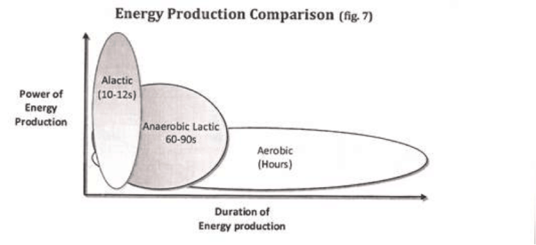 The Anaerobic Lactic Energy System: The Ultimate Guide